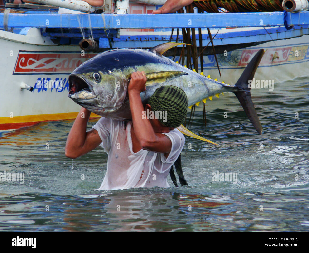 yellowfin tuna Thunnus albacares freshly landed by the artisanal ...
