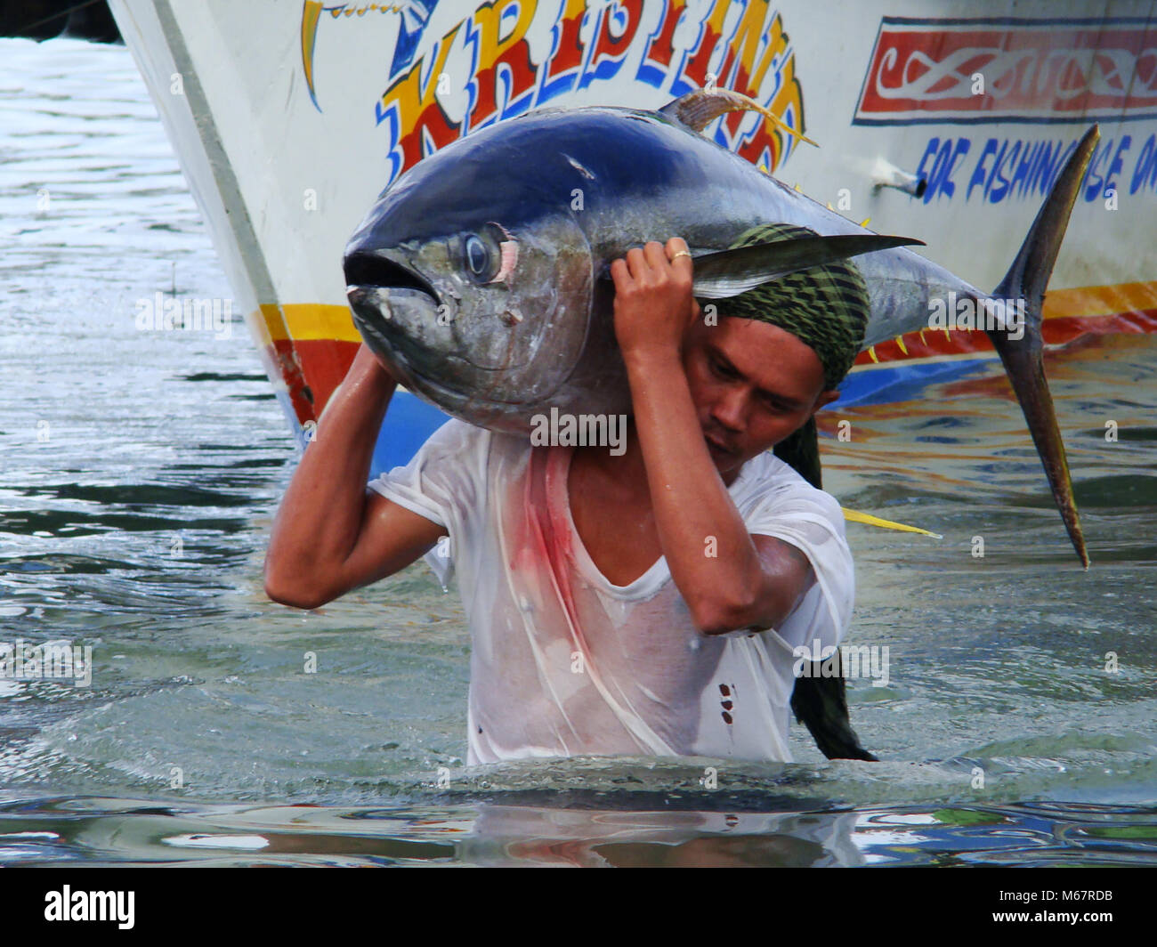 yellowfin tuna Thunnus albacares freshly landed by the artisanal ...