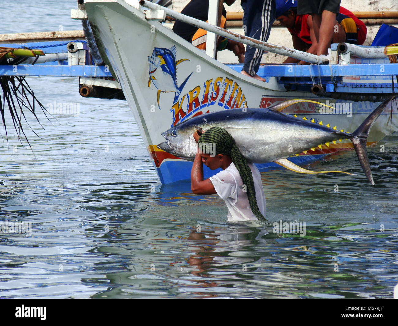 yellowfin tuna Thunnus albacares freshly landed by the artisanal ...