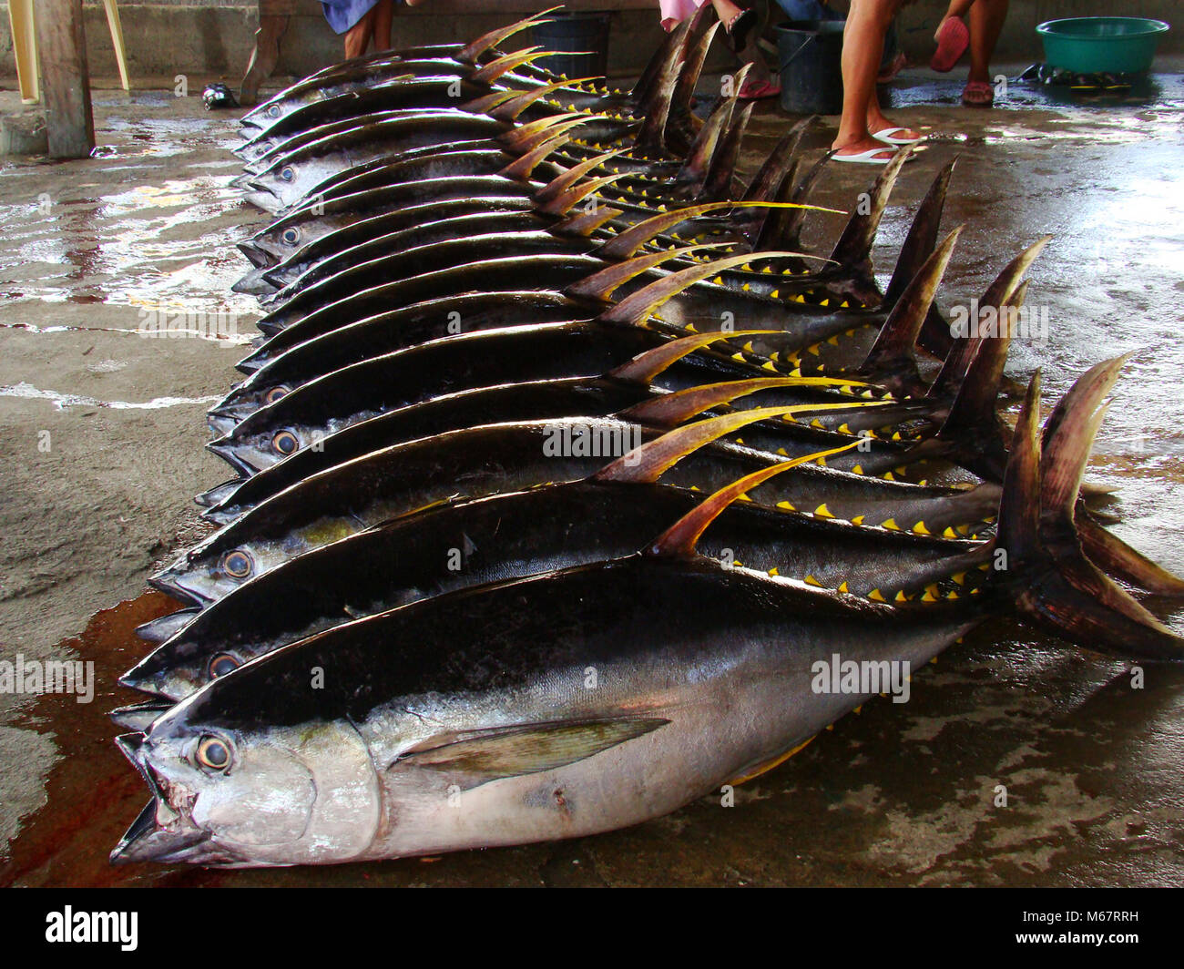 yellowfin tuna Thunnus albacares freshly landed by the artisanal ...