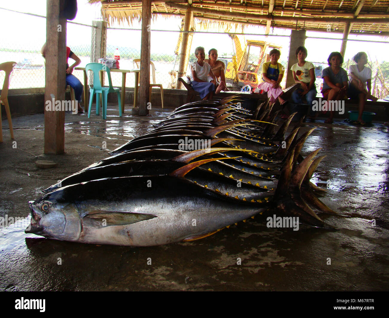 yellowfin tuna Thunnus albacares freshly landed by the artisanal ...