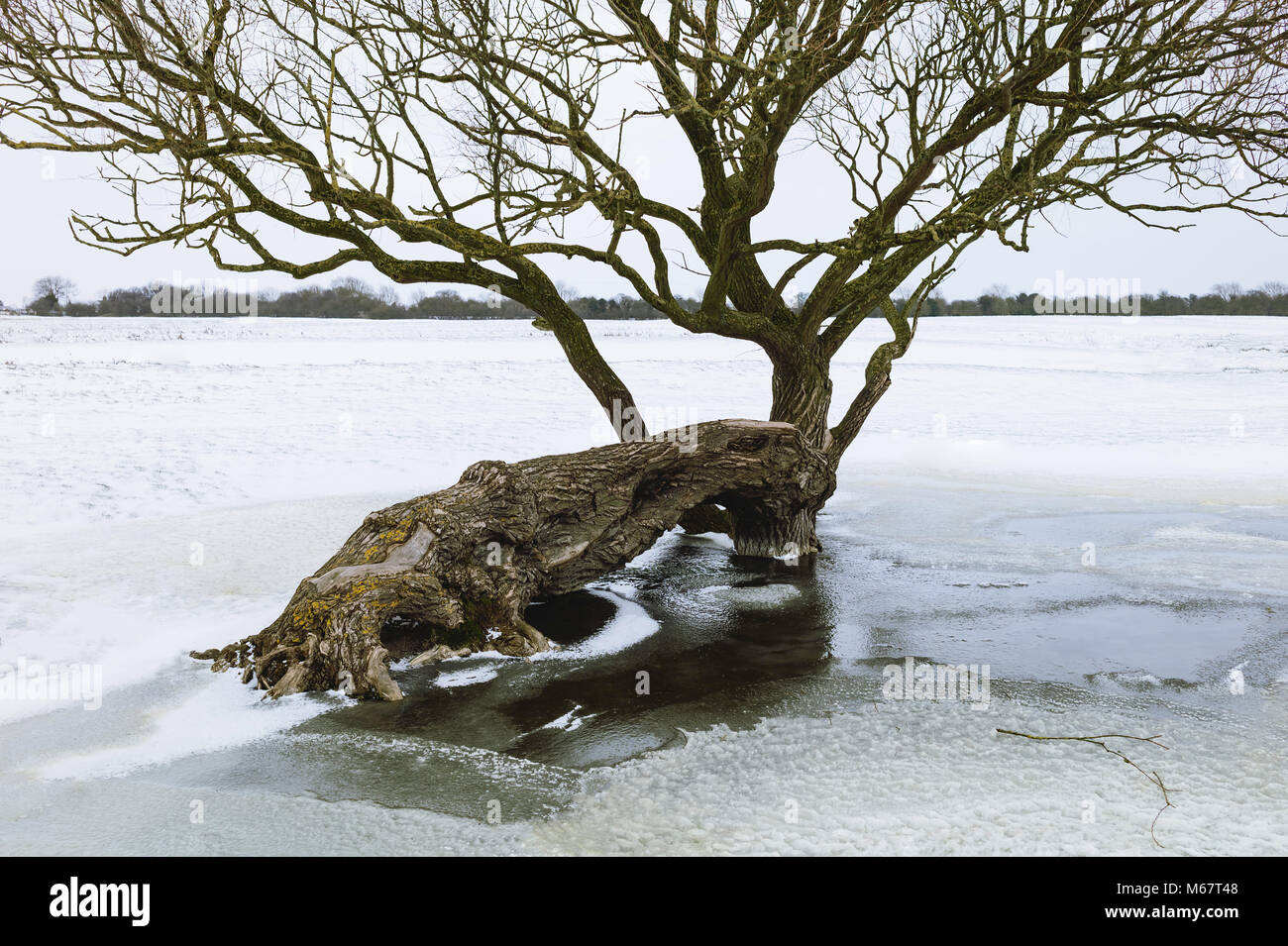 Piuddle hi-res stock photography and images - Alamy