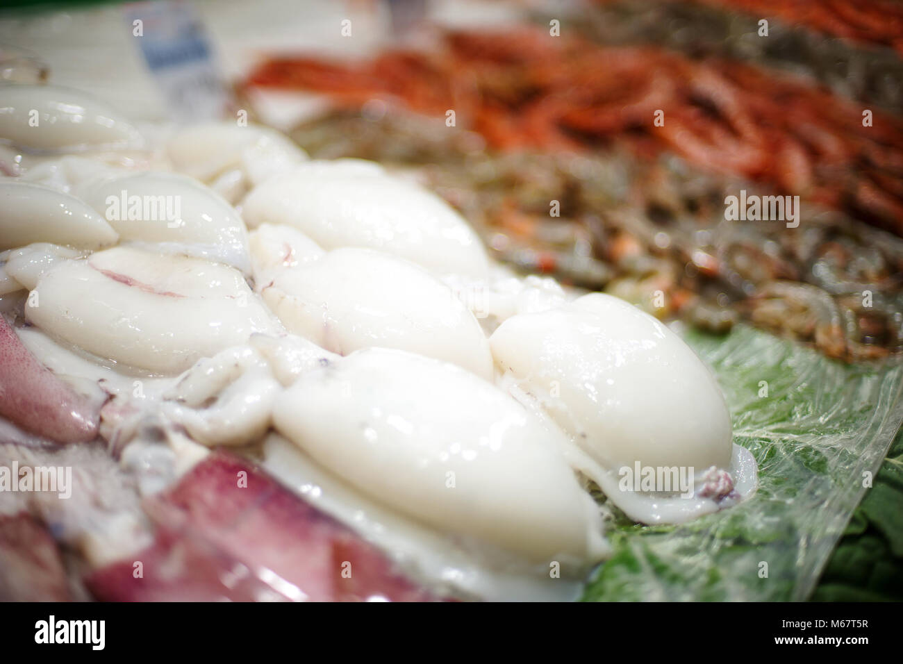 White cuttlefish hi-res stock photography and images - Alamy