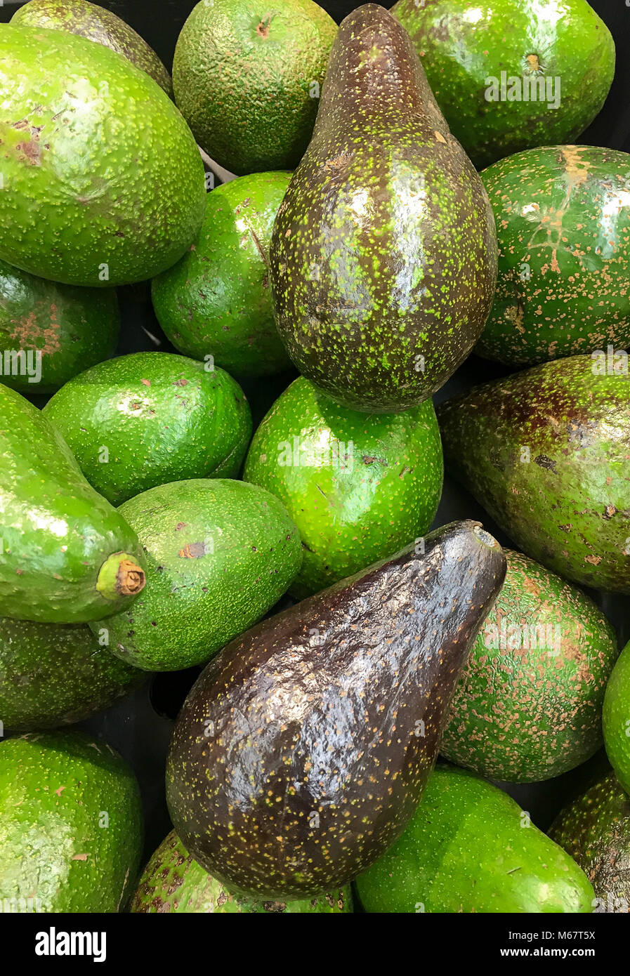 Pile of avocados on display for sale at grocery store Stock Photo - Alamy