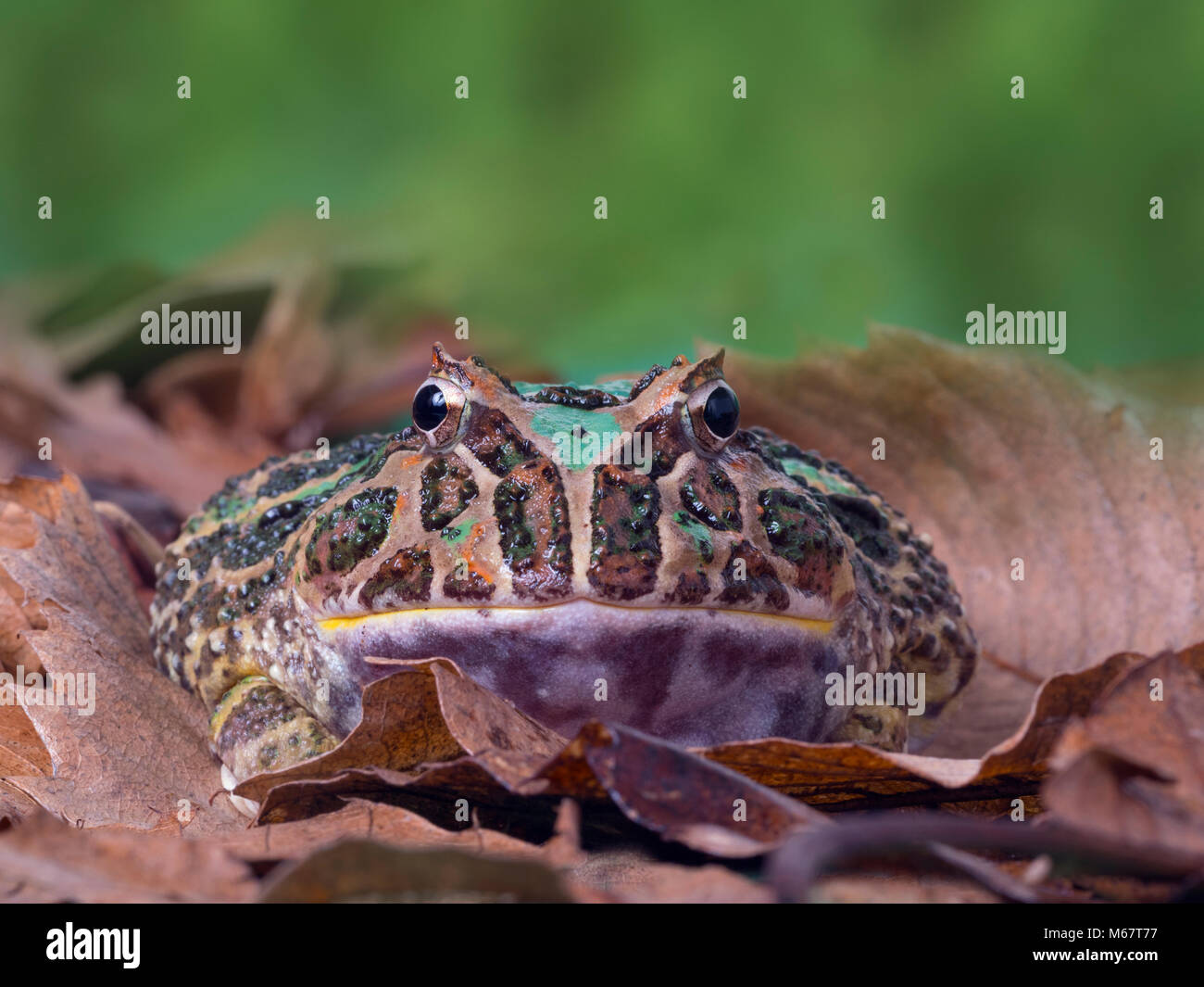 Horned Lizards High Resolution Stock Photography and Images - Alamy