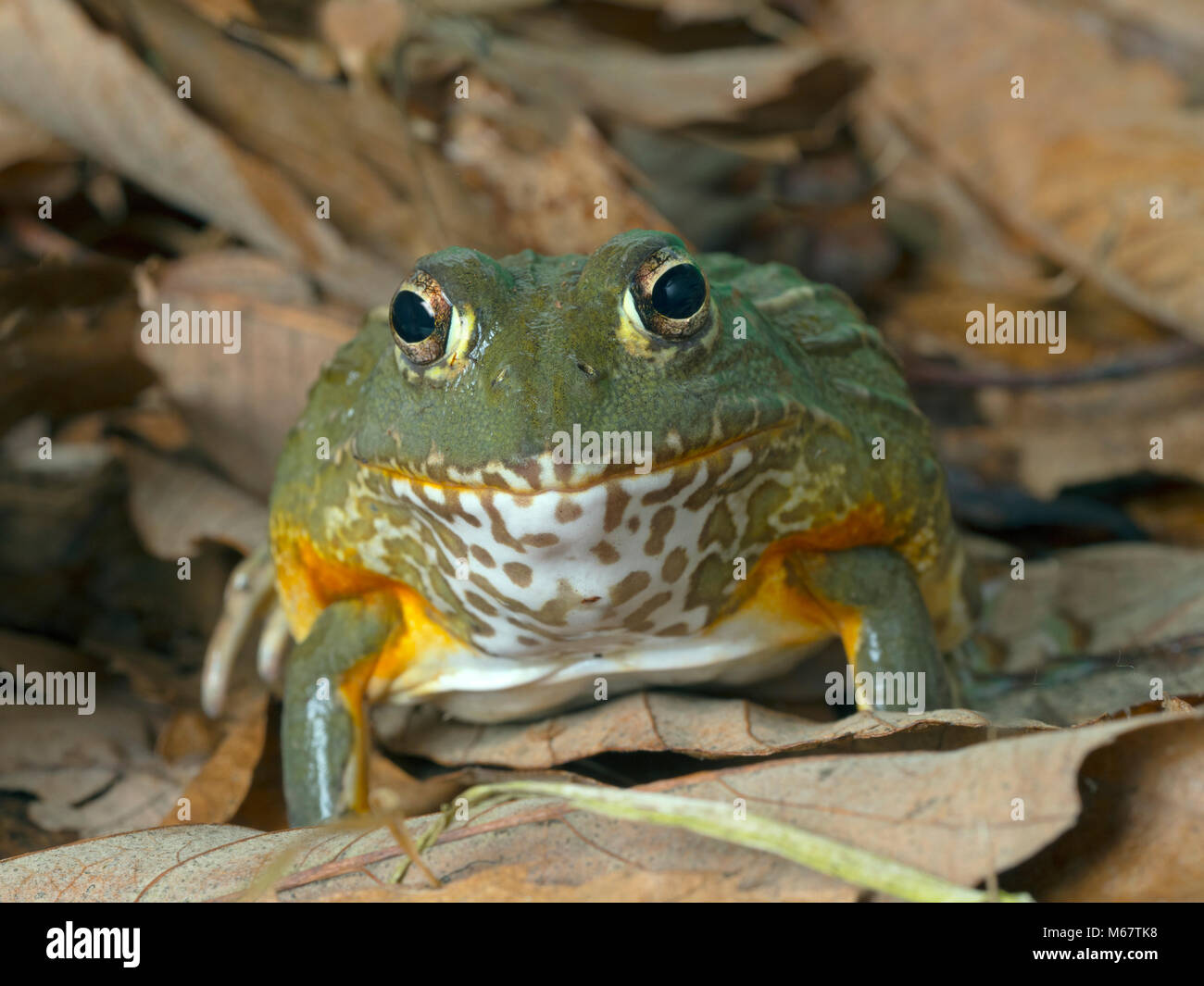 African bullfrog hop hi-res stock photography and images - Alamy