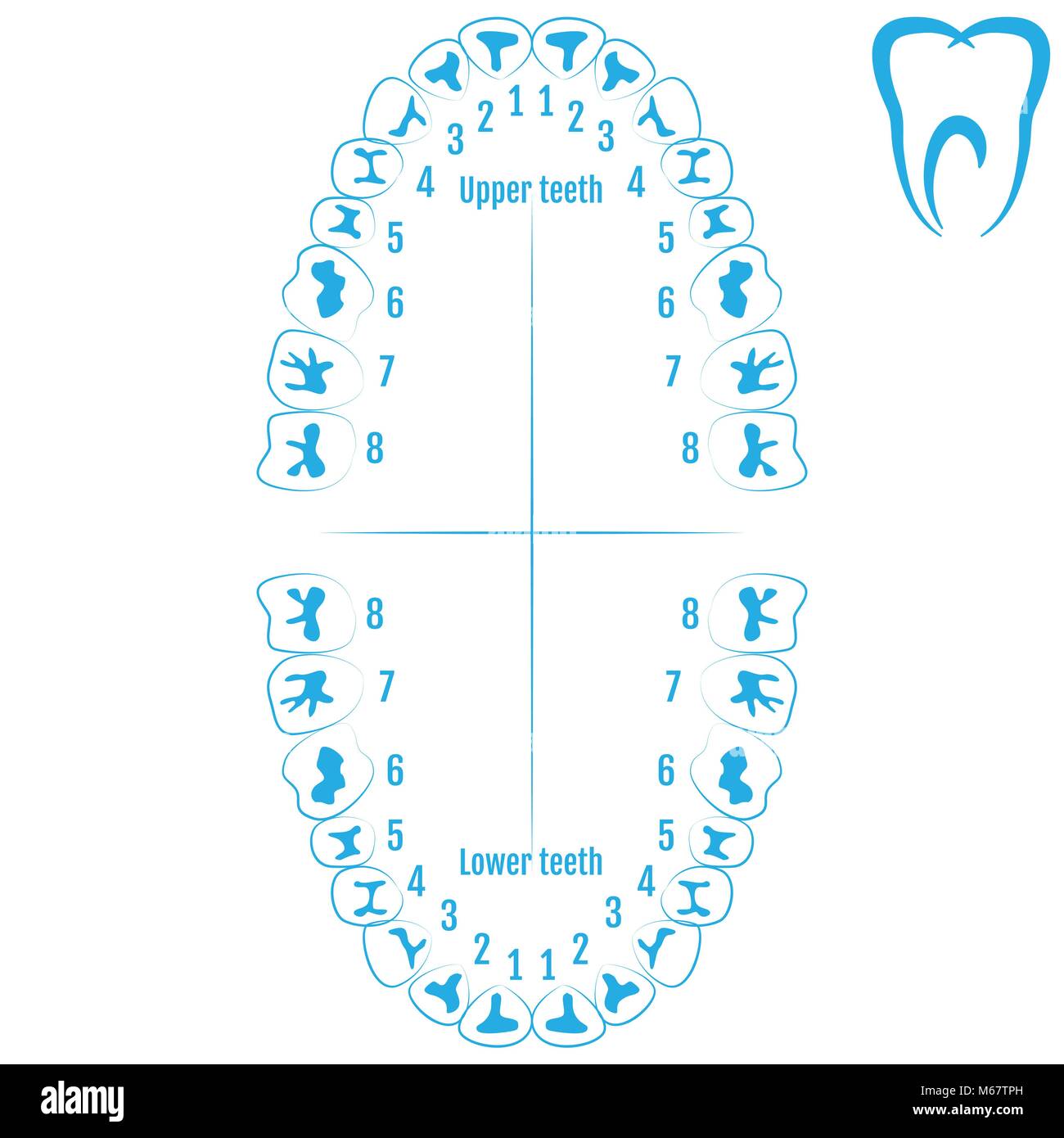 Mouth teeth diagram High Resolution Stock Photography and Images - Alamy
