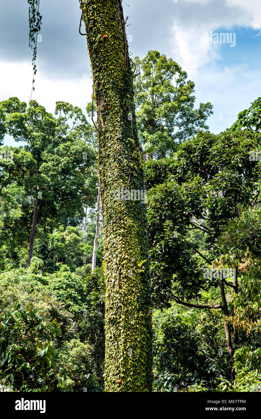 Trees in the Rainforest Discovery Centre in Sepilok, Borneo, Malaysia ...