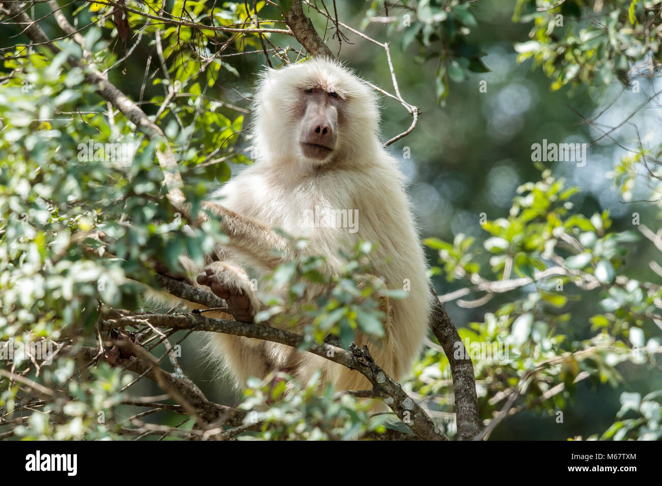 Albino monkey hi-res stock photography and images - Alamy