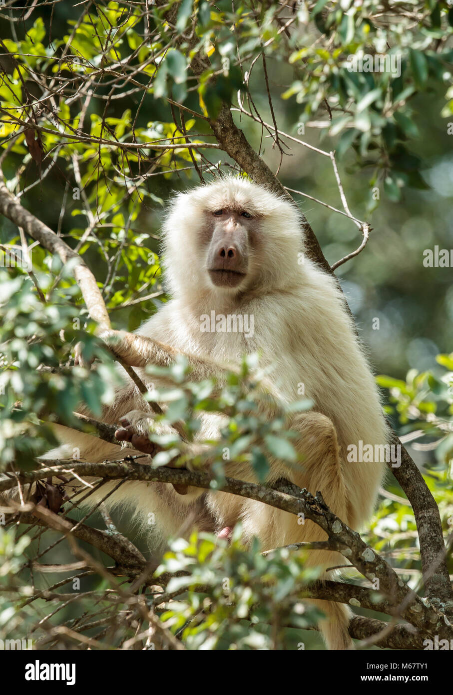An Olive Baboon suffering from Leucism Stock Photo - Alamy