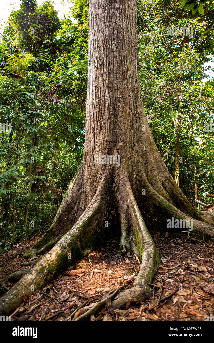 Sepilok Giant, the Oldest Tree of Sabah in the Sepilok Rainforest ...