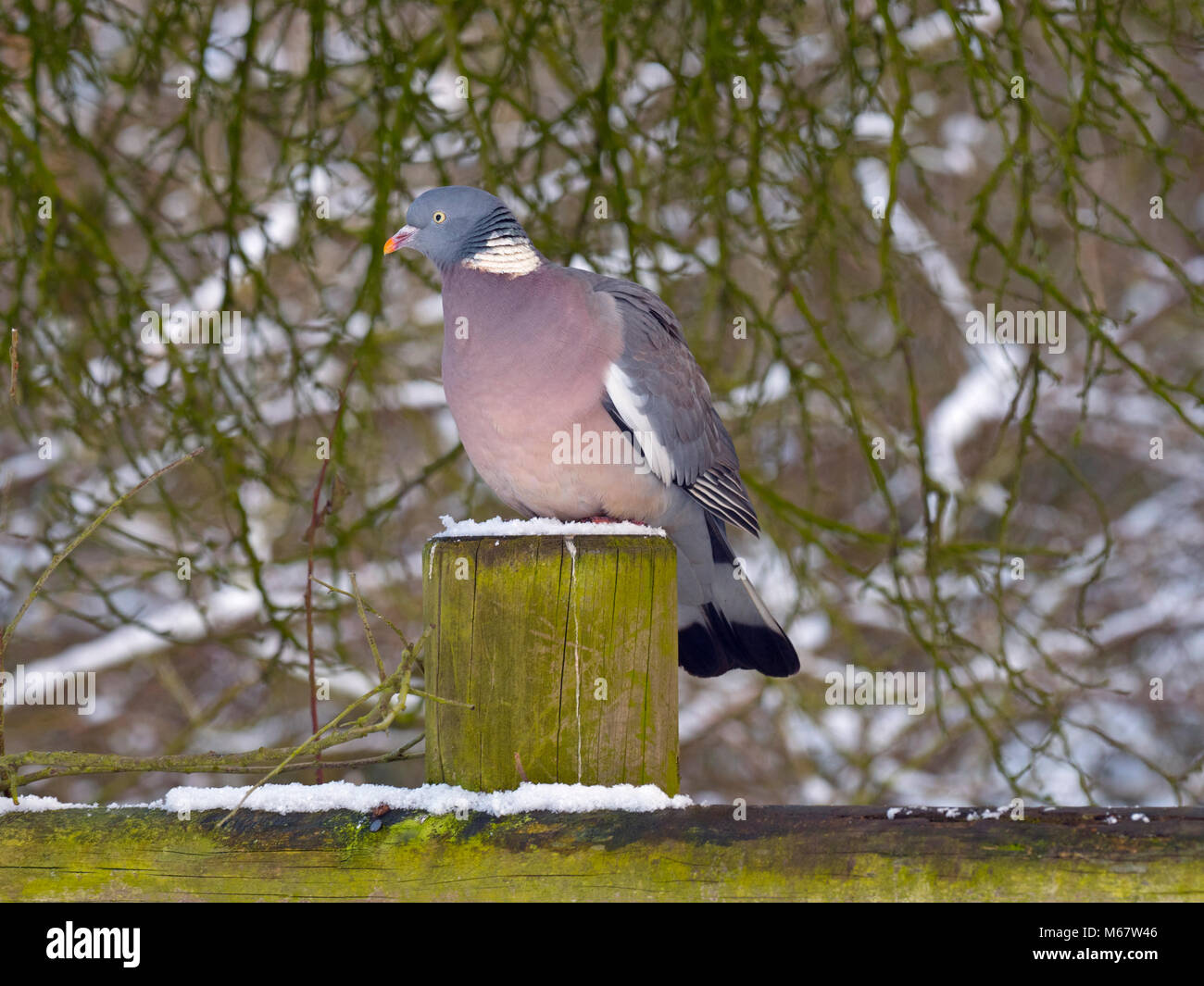 Portrait of single pigeon hi-res stock photography and images - Alamy