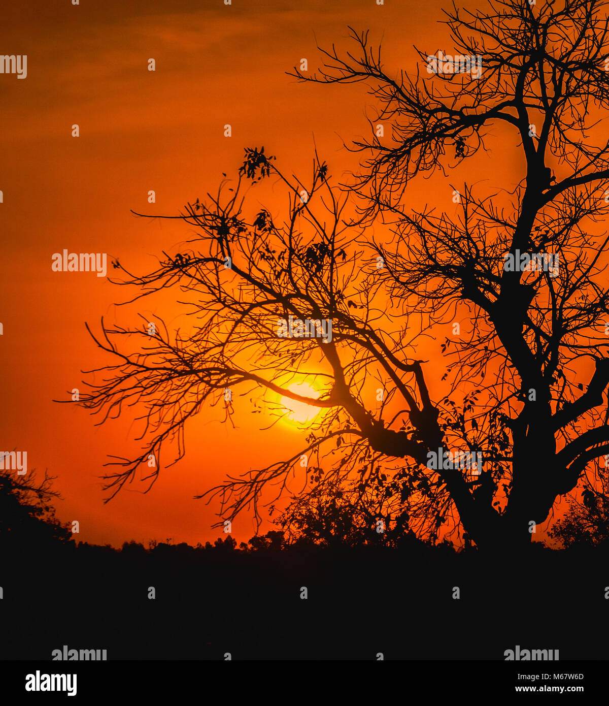 Africa sunset silhouette tree hi-res stock photography and images - Alamy