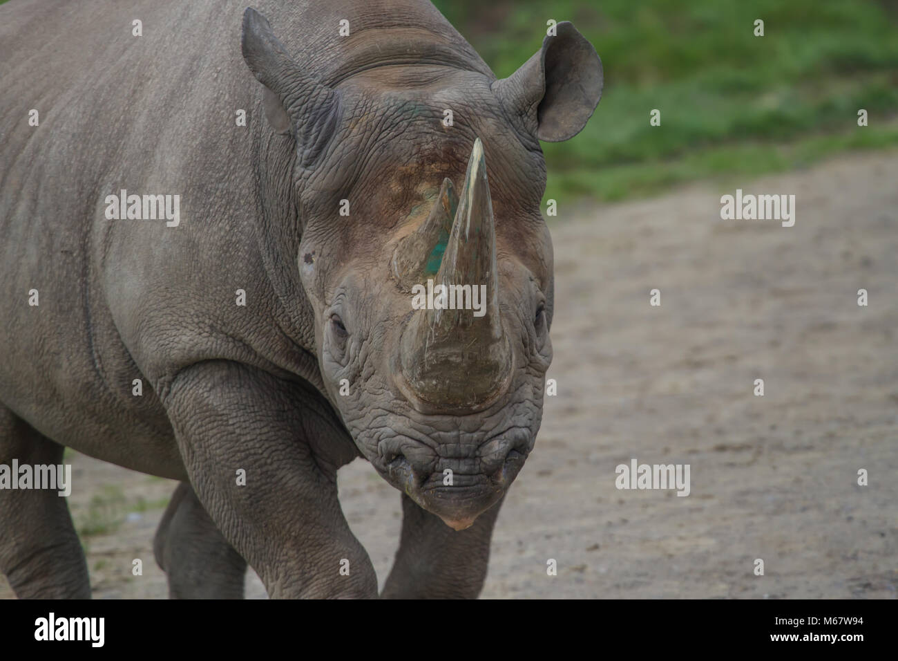 Beautiful rhino hi-res stock photography and images - Alamy