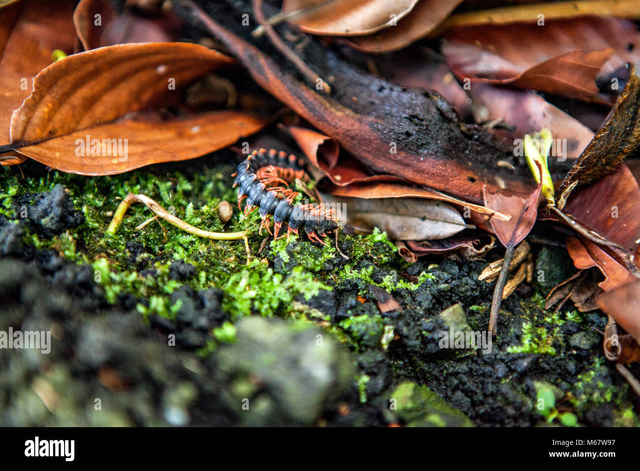 Beautiful Caterpillar in the Rainforest on Borneo Stock Photo - Alamy