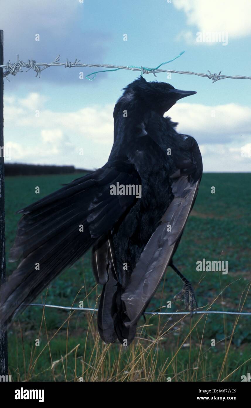 Dead crow wire hi-res stock photography and images - Alamy