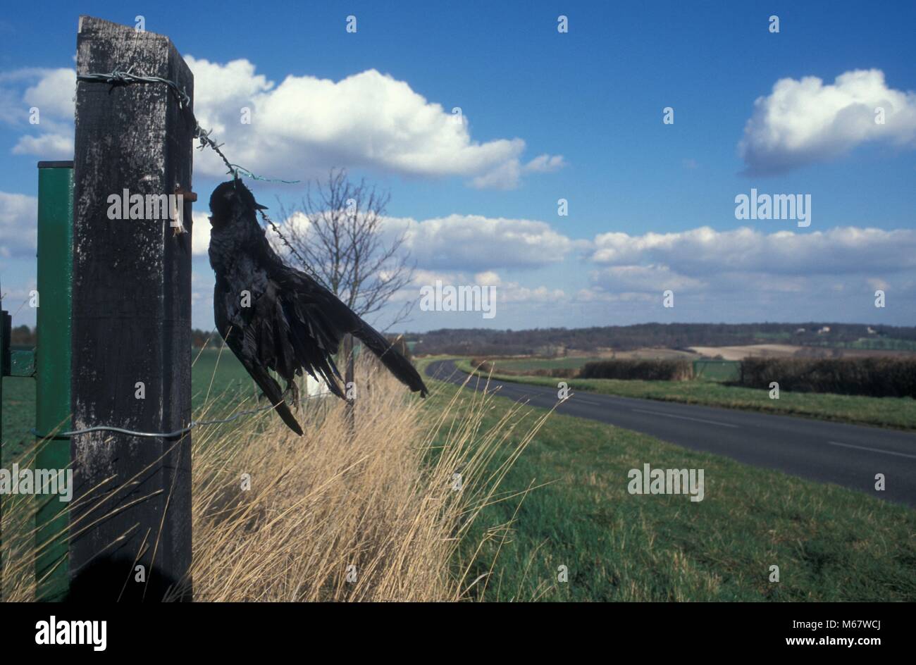 Dead crow wire hi-res stock photography and images - Alamy