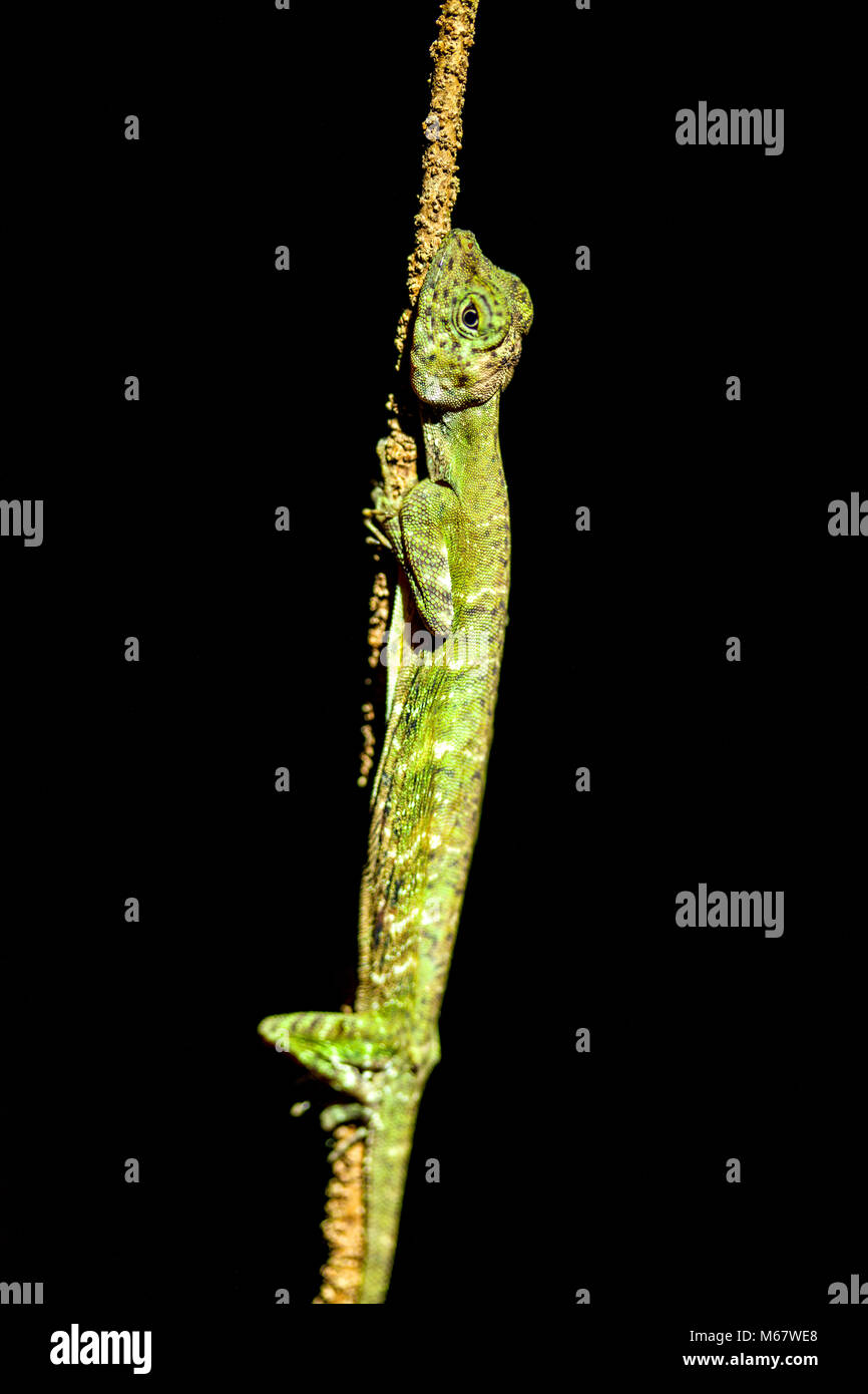 Borneo forest dragon lizard hi-res stock photography and images - Alamy