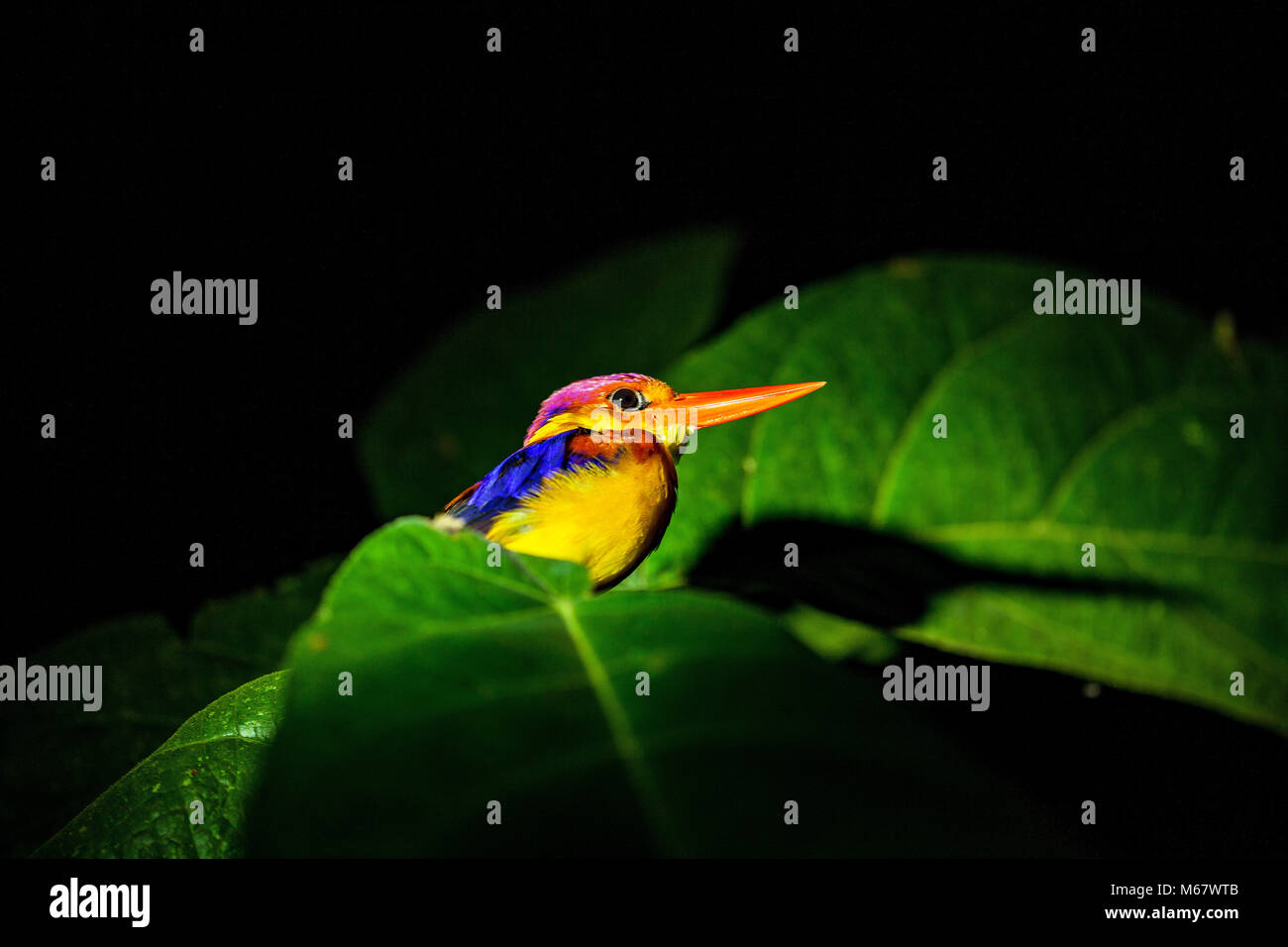 Yellow bird in tree in sabah hi-res stock photography and images - Alamy