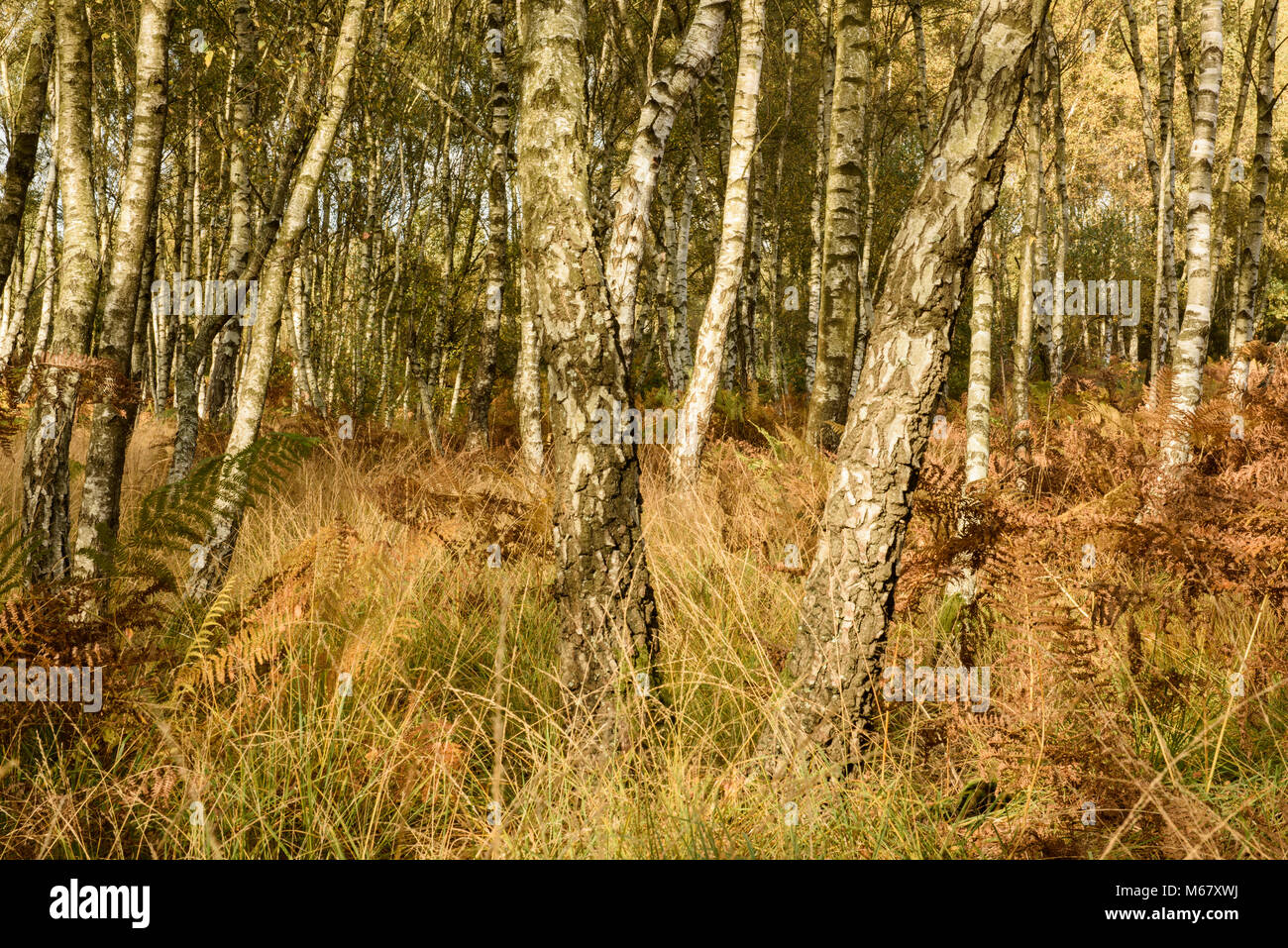 Woodland on Iping and Stedham Common in West Sussex Stock Photo - Alamy