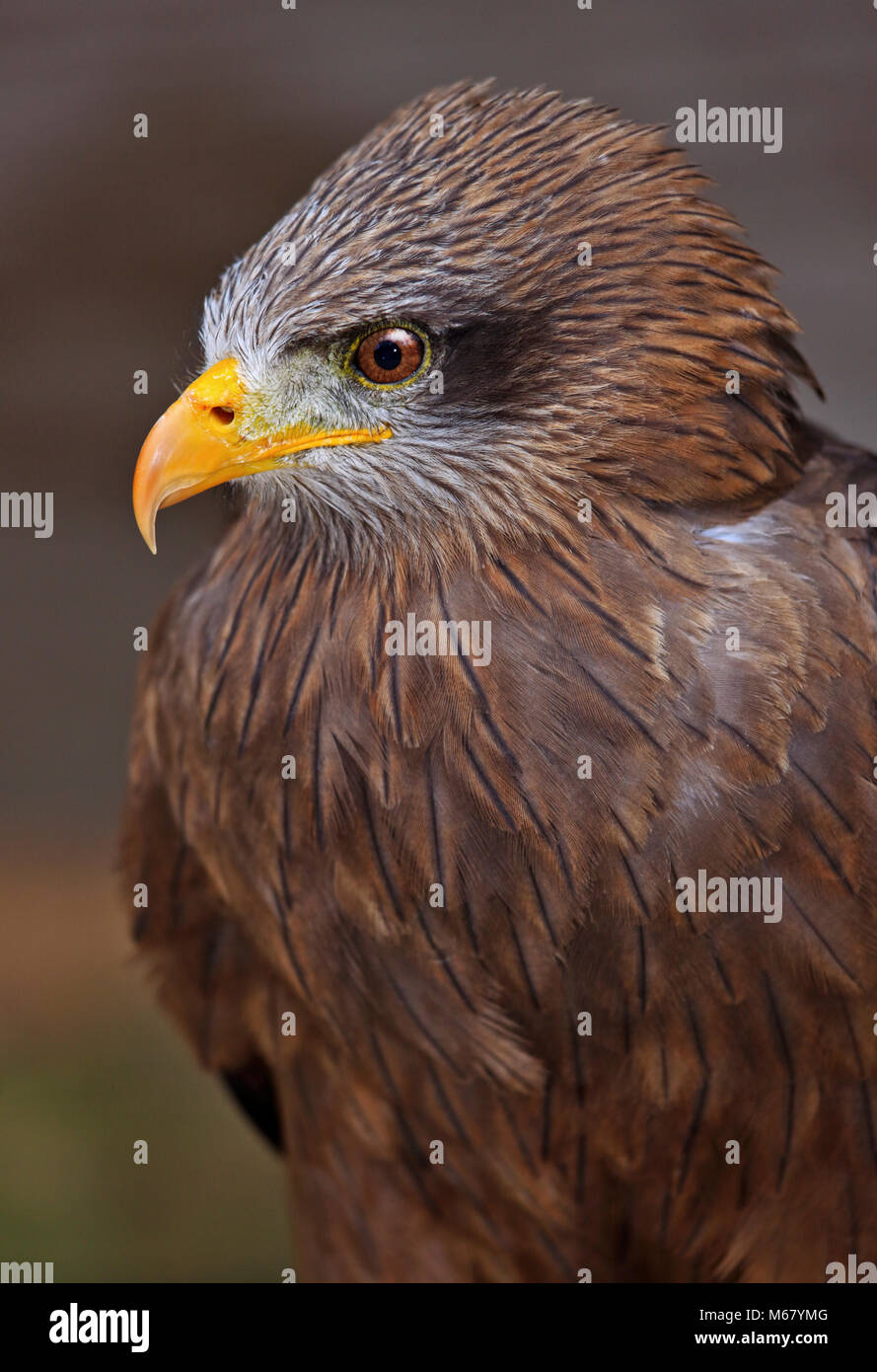 Yellow Billed Kite (milvus aegyptius Stock Photo - Alamy