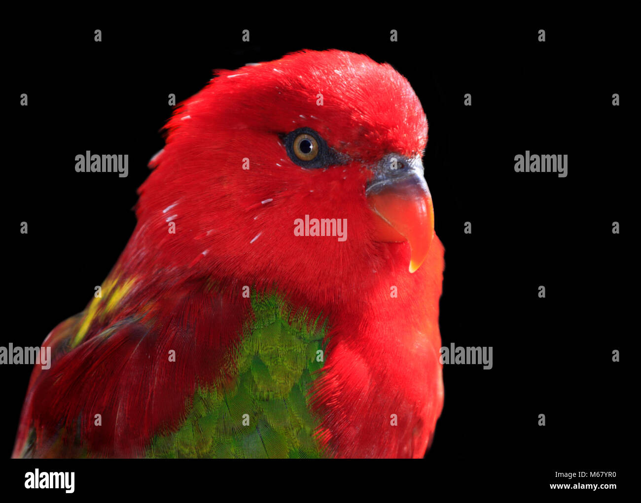 Lorius hi-res stock photography and images - Alamy