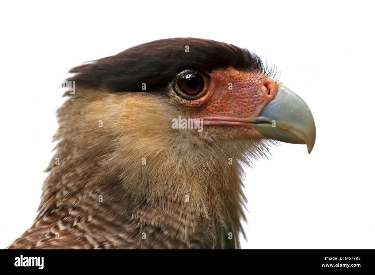 Crested Caracara (caracara plancus Stock Photo - Alamy