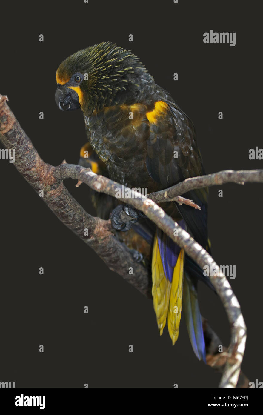 Duyvenbode's Lory (chalcopsitta duivenbodei Stock Photo - Alamy