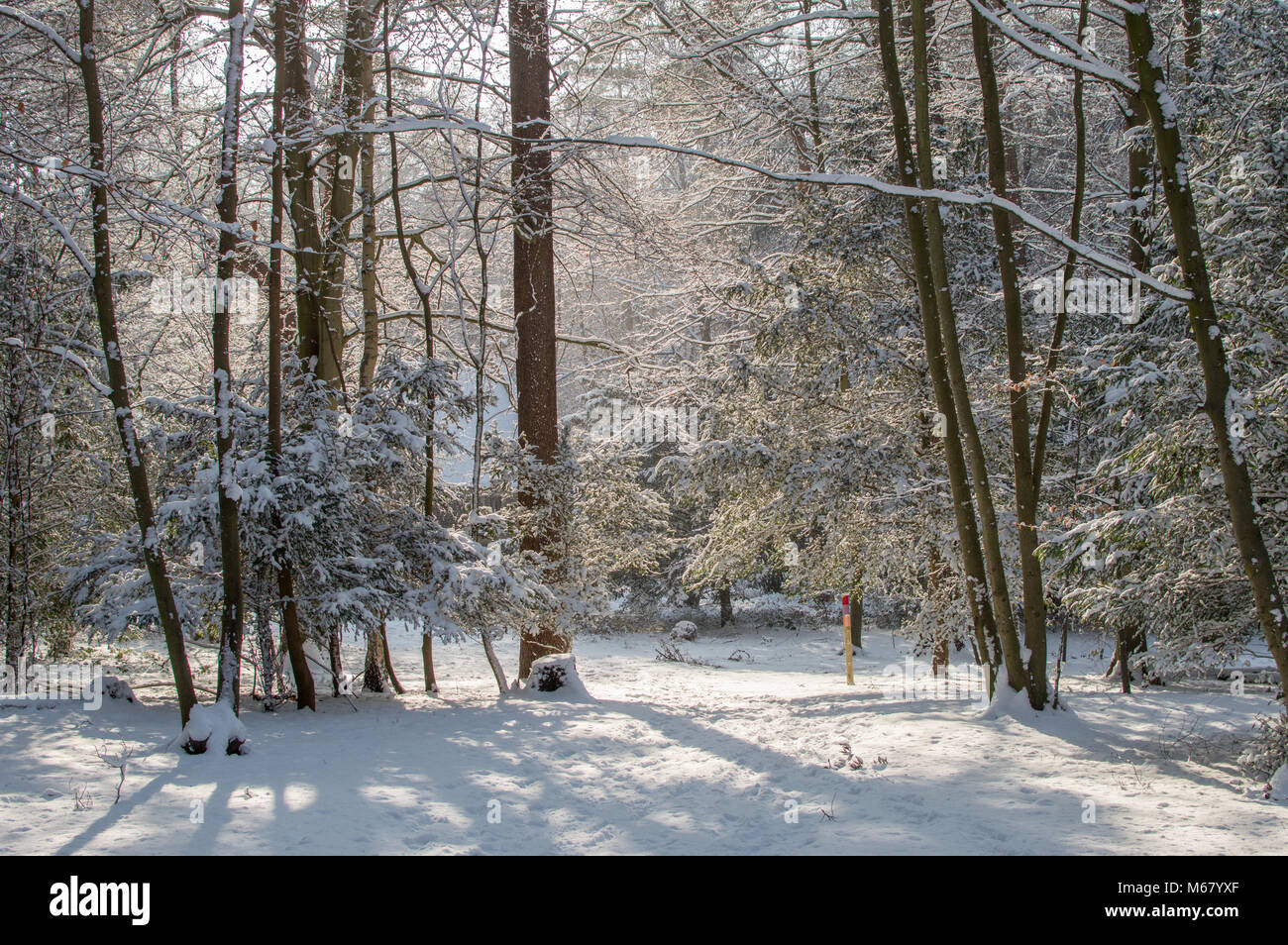 Trees leaning against eachother covered in Snow Stock Photo - Alamy