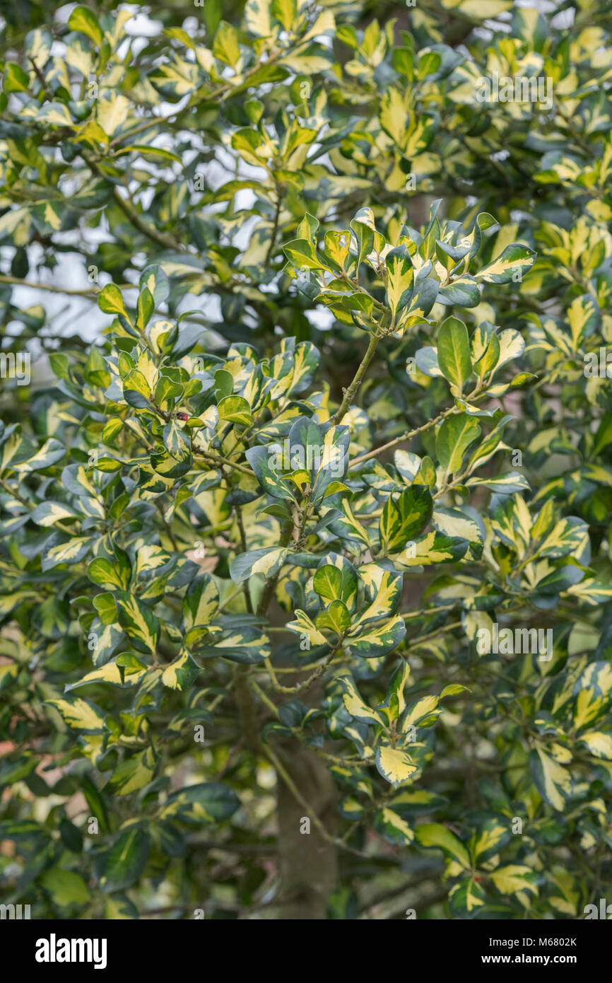Ilex × altaclerensis 'Ripley Gold’. Holly 'Ripley Gold' foliage in ...