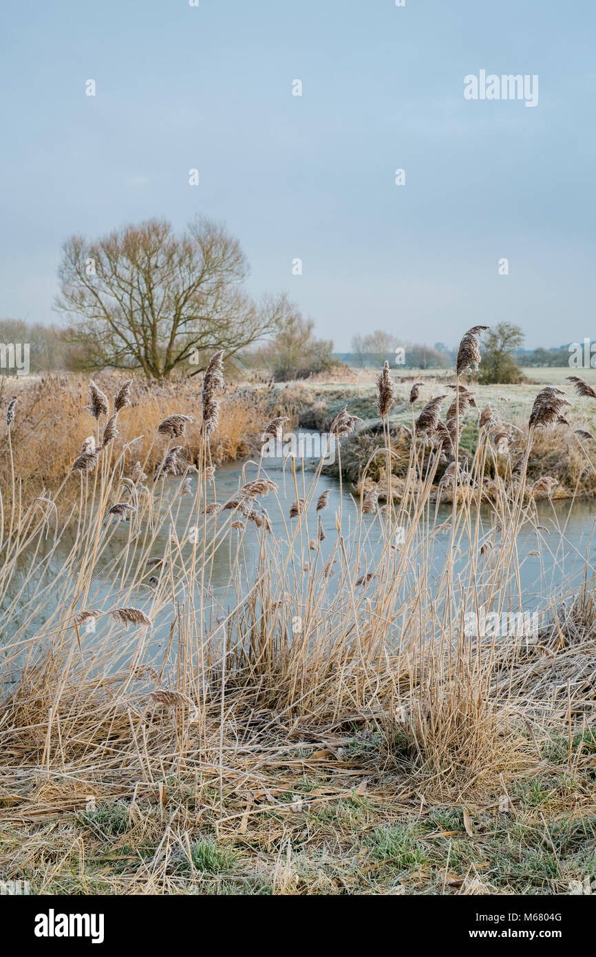 Reed covered with frost hi-res stock photography and images - Alamy