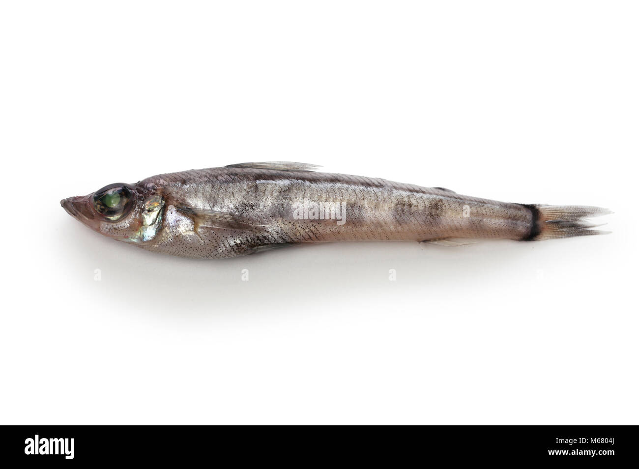 japanese green eyes fish, Mehikari Stock Photo - Alamy