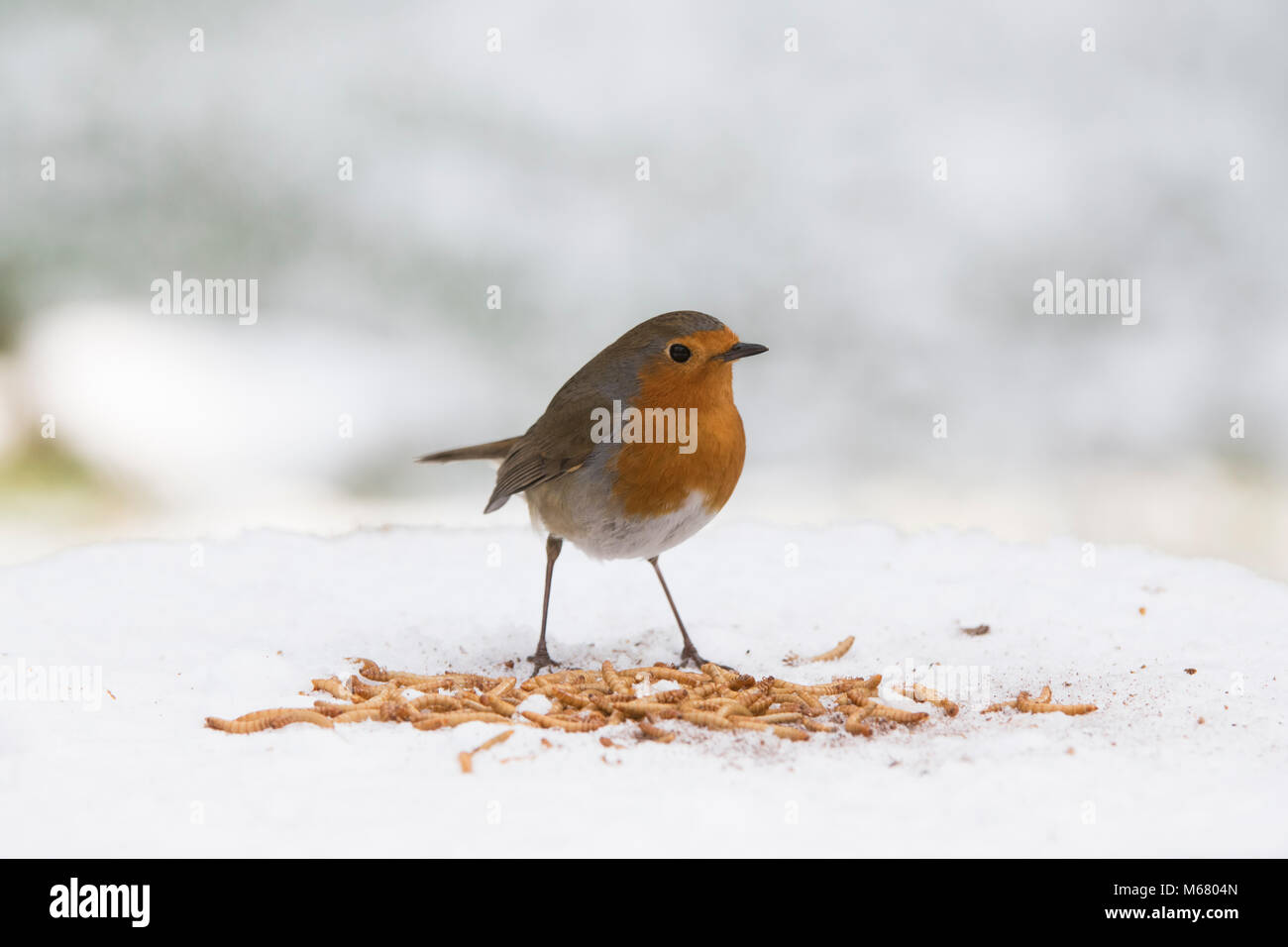 Robin Winter Scene High Resolution Stock Photography and Images - Alamy