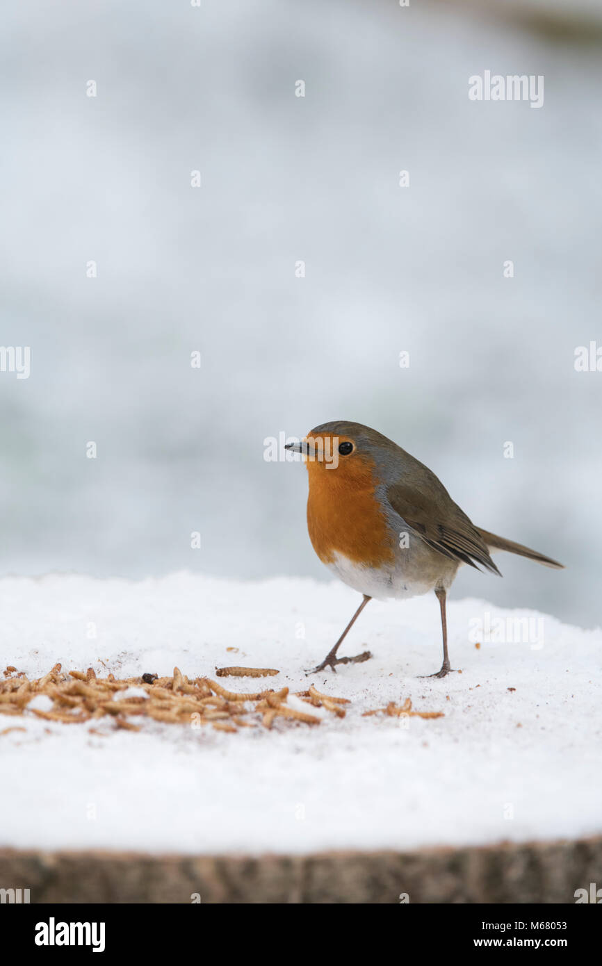 Robin Winter Scene High Resolution Stock Photography and Images - Alamy