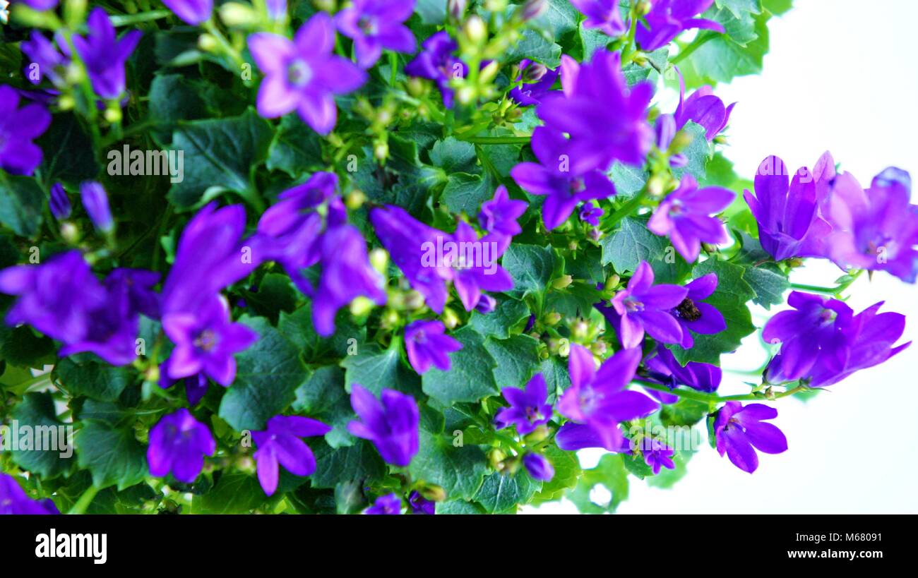 Fairy tale flowers or purple flower small Stock Photo - Alamy
