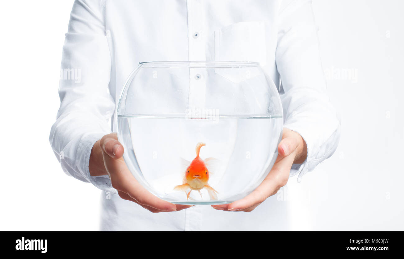 Gold fish with fishbowl isolation on the white background Stock Photo ...