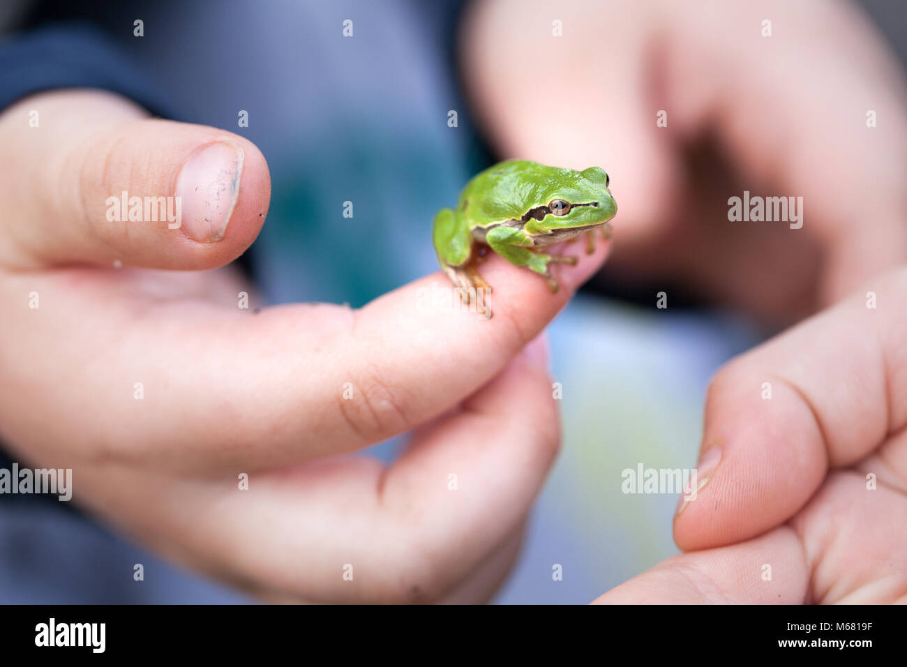 little green frog tree frog in the hands of the child Stock Photo - Alamy