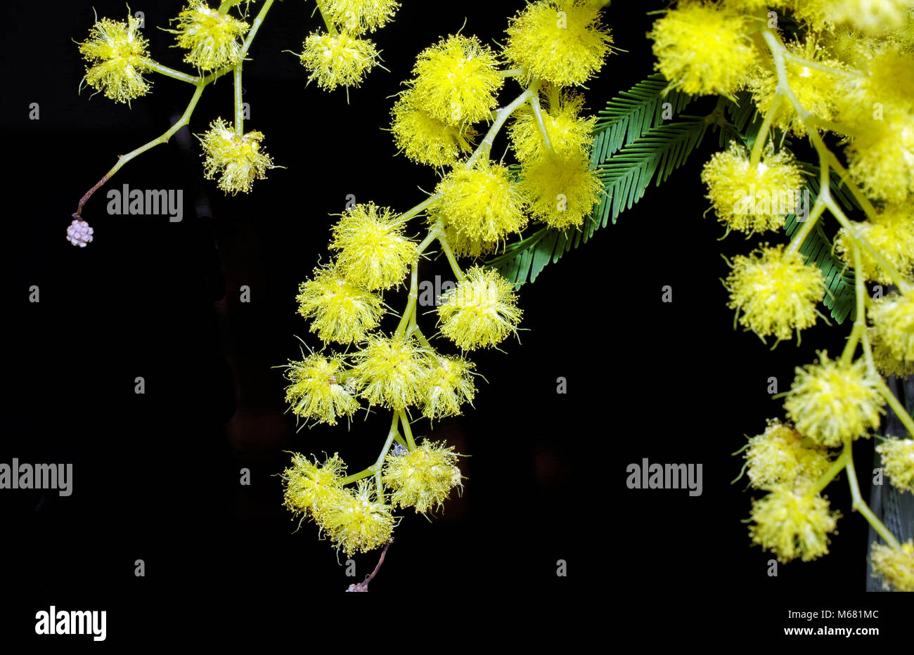 Mimosa flowering close-up Stock Photo - Alamy