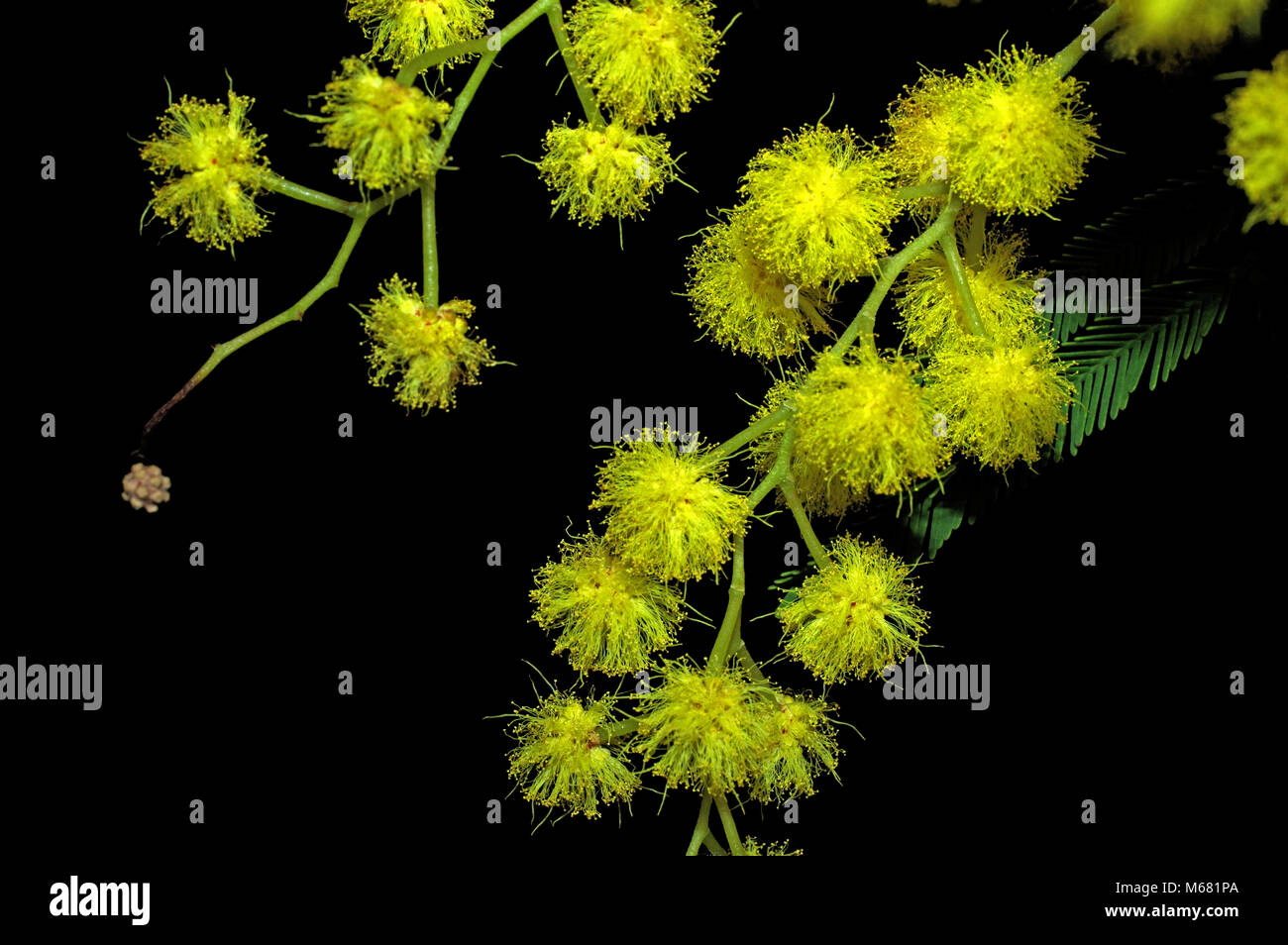 Mimosa flowering close-up Stock Photo - Alamy
