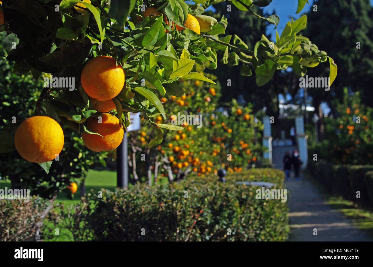 Sassari, Sardinia. The orangery of Monserrato Park Stock Photo - Alamy