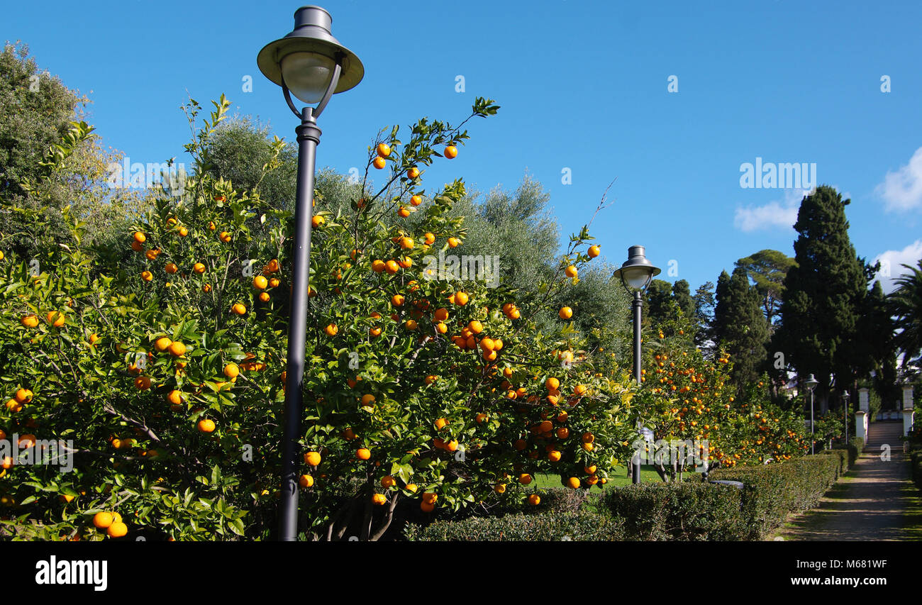 Sassari, Sardinia. The orangery of Monserrato Park Stock Photo - Alamy