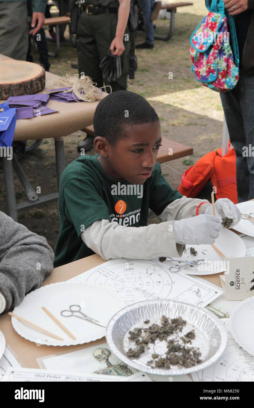 Owl Pellet. A young visitor tries to piece together a small rodent ...