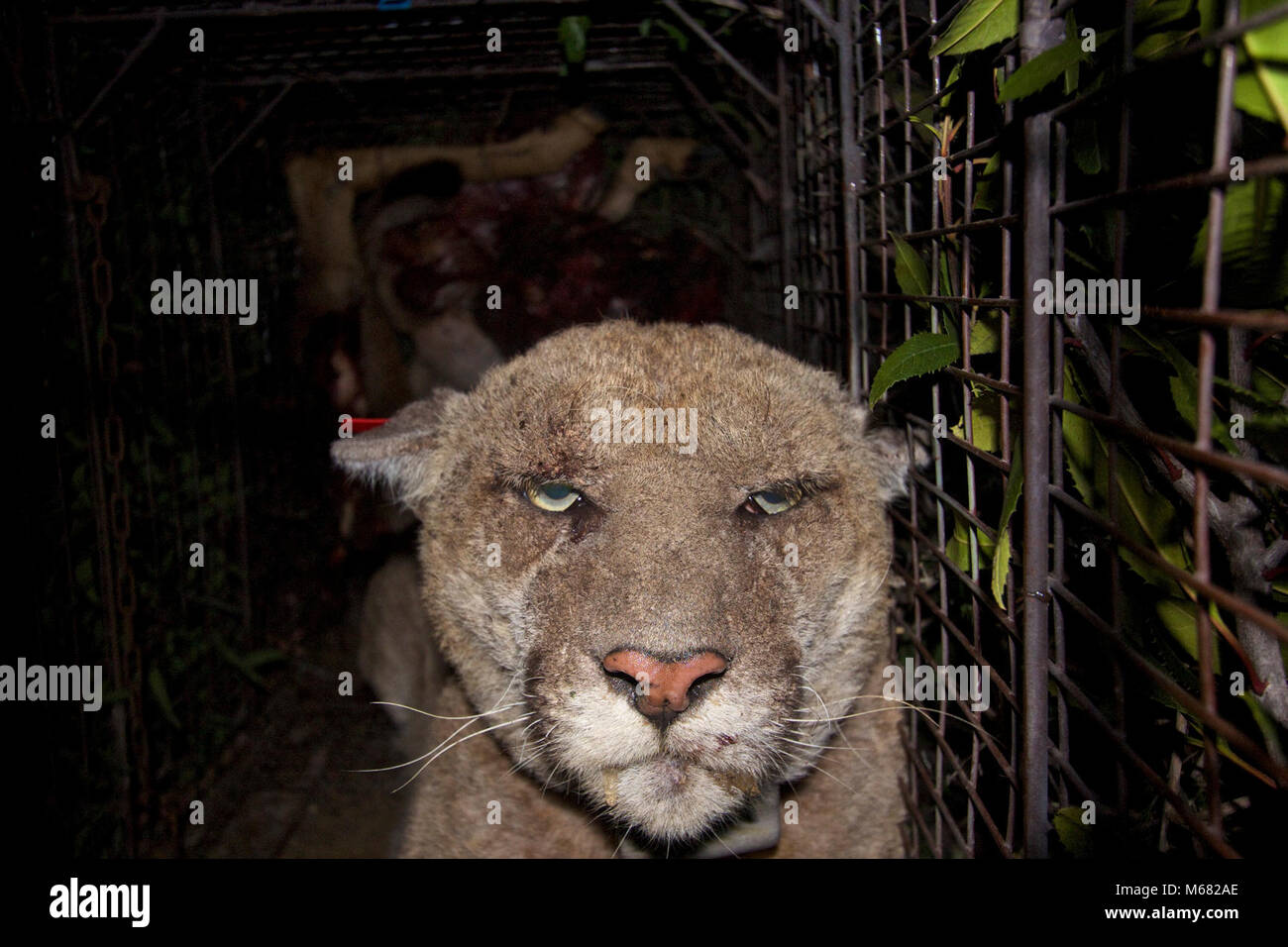 P22 Mange. P-22 was recaptured in late March by National Park Service ...