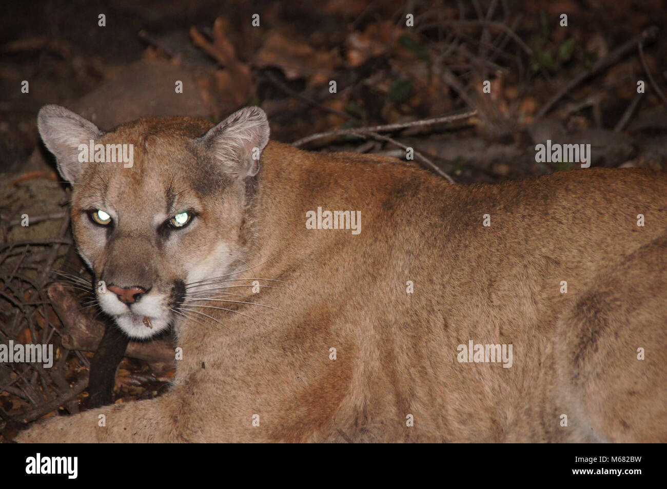 P22 lion hi-res stock photography and images - Alamy
