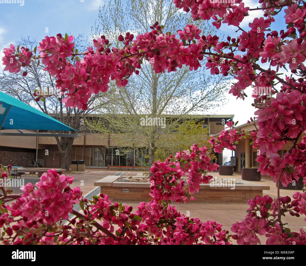 Painted Desert Community Complex Crabapple Tree Stock Photo - Alamy
