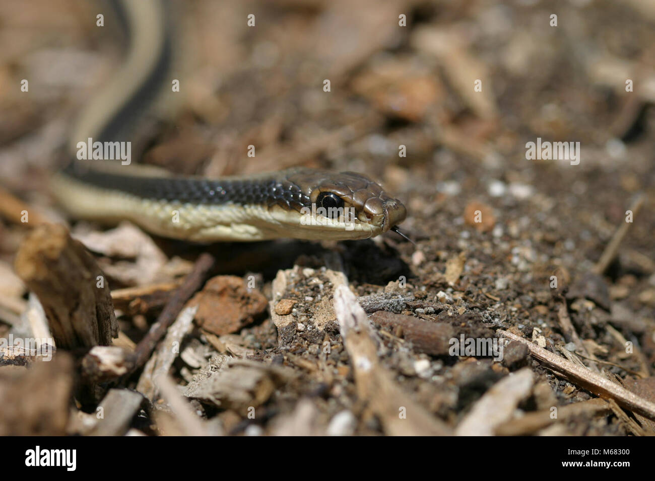 Patch-Nosed Snake. The Western Patch-Nosed snake, Salvadora hexalepis ...