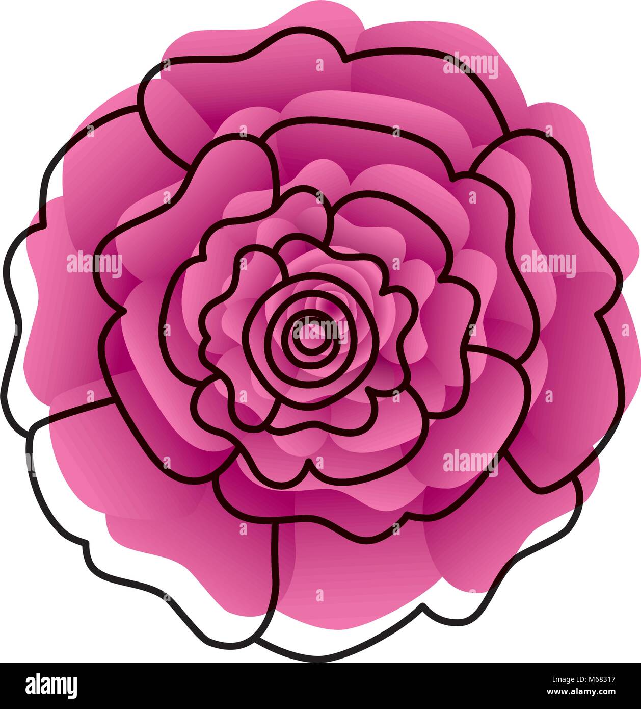decorative natural carnation flower top view vector illustration Stock ...