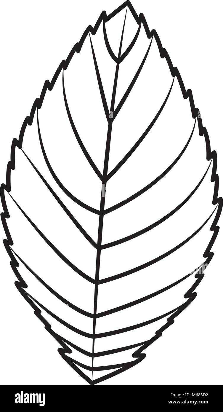 natural eco leaf natural decoration vector illustration outline desing ...