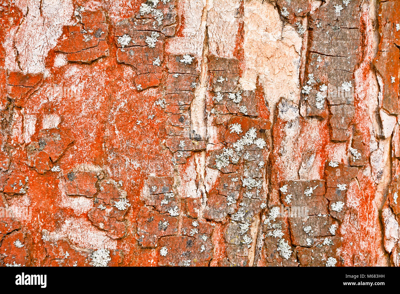 Red bark on a tree trunk with moss. Background. Texture Stock Photo - Alamy
