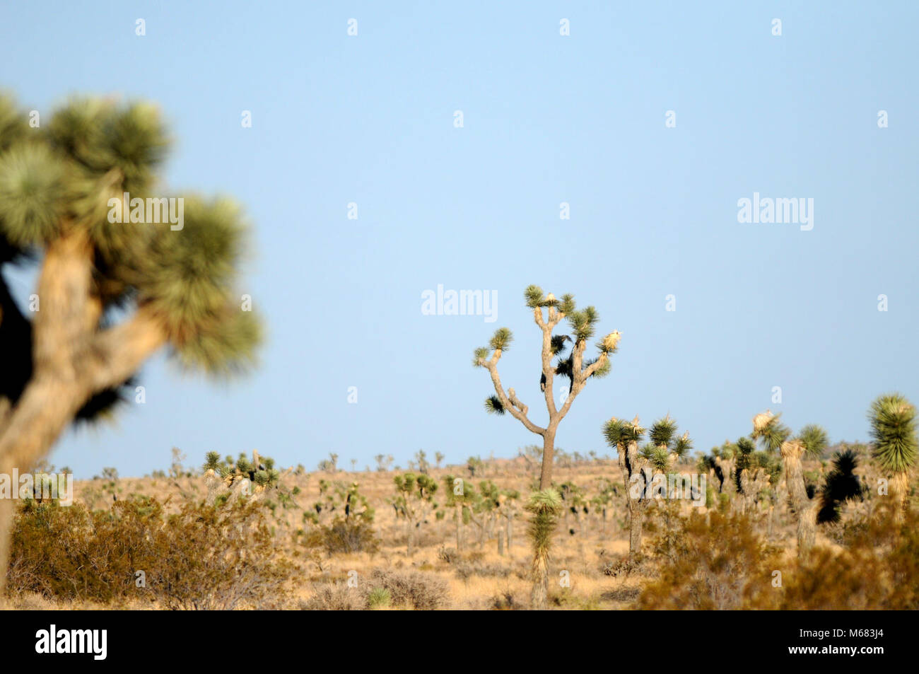 Queen Valley landscape Stock Photo - Alamy